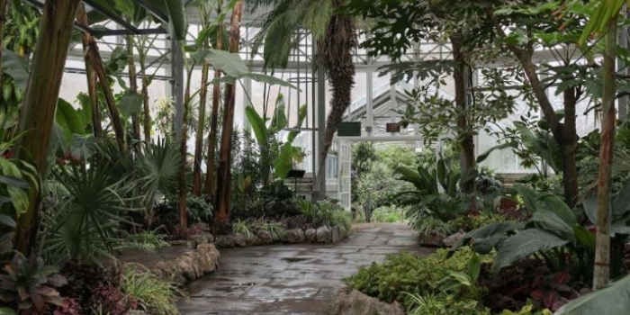 Toronto'nun yeşil dünyası: Allan Gardens Conservatory